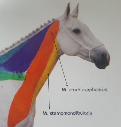 [Muscle Monday] de Brachiocephalicus - Het Soepele Paard